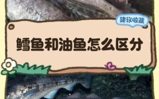 鳕鱼和油鱼的区别_如何一眼分辨真假鳕鱼