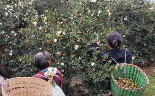 白花油茶树种植方法_白花油茶树几年结果