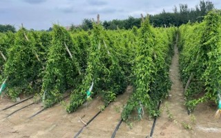 山药怎么种_山药种植视频教程