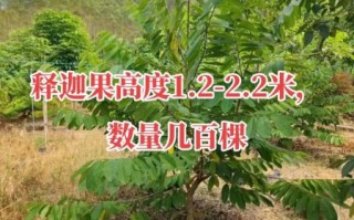 释迦果树怎么种_释迦果树几年结果
