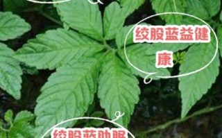 喝绞股蓝会死亡吗_绞股蓝中毒症状