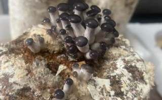 在家怎么种蘑菇_蘑菇种植技术要点