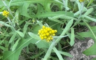 清明草图片大全_清明草长什么样