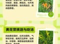 黄花菜什么时候种最好_黄花菜种植方法详解