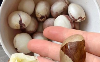 菠萝蜜核的功效与作用_菠萝蜜核的禁忌有哪些