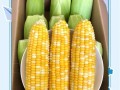 水果玉米煮多久就熟了_水果玉米煮几分钟口感最好