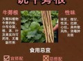 牛蒡的功效与作用及副作用_哪些人不能吃