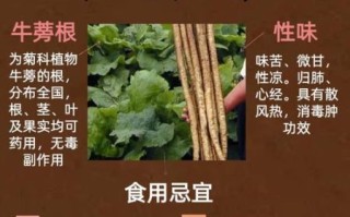 牛蒡的功效与作用及副作用_哪些人不能吃