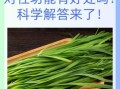 韭菜的功效与作用_真的可以补肾吗