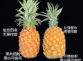 凤梨和菠萝的味道一样吗_凤梨与菠萝口感区别