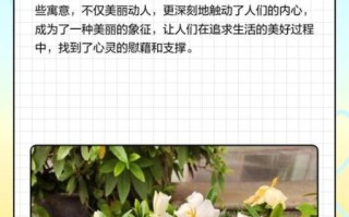 栀子花寓意和象征风水_家里养栀子花风水好吗