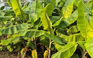 芭蕉树的功效与作用_芭蕉叶能做什么