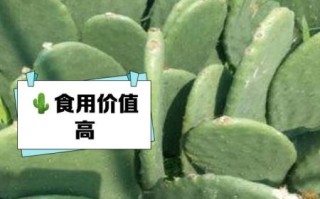 哪种仙人掌不能吃_有毒仙人掌识别