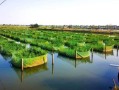 黄鳝养殖前景怎么样_2024年还能赚钱吗