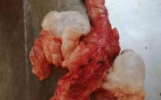 一根驴鞭正常价格_驴鞭多少钱一根