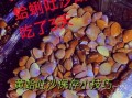 蛤蜊怎么清洗才干净_蛤蜊吐沙最快的方法