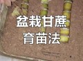 甘蔗什么时候种最合适_甘蔗种植方法步骤