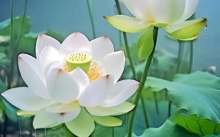 莲花图片唯美_如何拍出仙气感