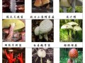 东北蘑菇种类有哪些_如何区分可食用与毒蘑菇