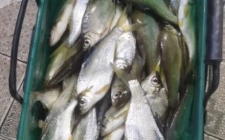 湖南腊鱼怎么做_湖南腊鱼怎么腌制