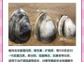 蚬子和蛤蜊哪个贵_价格差异原因