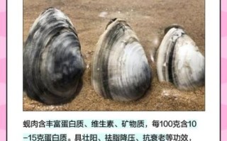 蚬子和蛤蜊哪个贵_价格差异原因