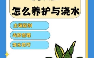 虎皮兰怎么养_虎皮兰多久浇一次水