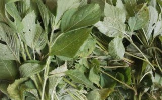 紫苏梗图片_紫苏梗长什么样