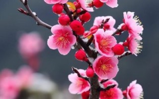 梅花图片大全_梅花品种有哪些
