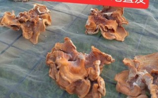 榆耳菌图片_榆耳菌怎么辨别真假