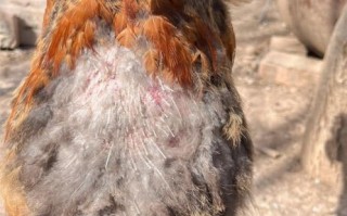 田鸡寄生虫图片_田鸡寄生虫怎么去除