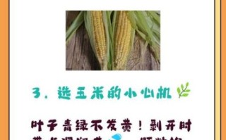 煮甜玉米需要多长时间熟_甜玉米煮多久才软糯