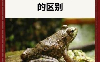 田鸡和牛蛙哪个贵_价格差异原因