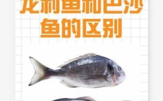 龙利鱼为什么便宜_龙利鱼是巴沙鱼吗