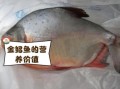 金鲳鱼多少钱一斤_金鲳鱼价格最新行情