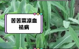 苦菜吃多了有什么副作用_苦菜禁忌人群