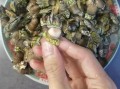 狗爪螺多少钱一斤_狗爪螺价格行情