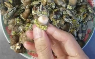 狗爪螺多少钱一斤_狗爪螺价格行情