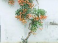 凌霄花图片怎么拍好看_凌霄花适合种在哪里
