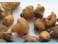山慈菇的功效与作用_山慈菇图片长什么样