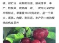 樱桃苗最好的品种有哪些_怎么选
