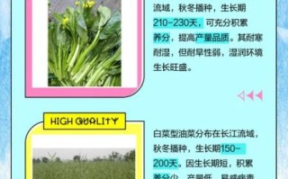 甘蓝型油菜图片_如何识别甘蓝型油菜
