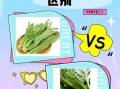 油麦菜和莴笋叶的区别图片_怎么区分油麦菜和莴笋叶