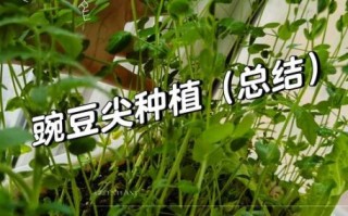 豌豆芽苗怎么种_豌豆芽苗多久能采收