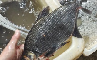 鳊鱼多少钱一斤_鳊鱼价格为什么波动大