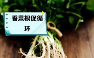 芫荽根的功效与作用_芫荽根煮水能天天喝吗