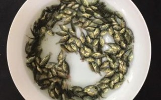 罗非鱼苗批发价格多少钱一斤_2024最新行情