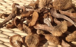 草蘑和榛蘑的区别_哪个更好吃