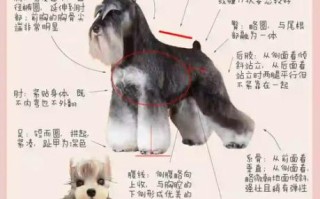 雪纳瑞适合新手养吗_雪纳瑞优缺点全解析