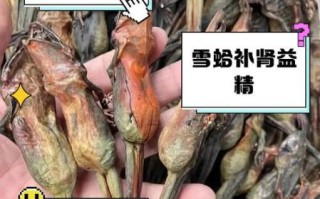 雪蛤膏是什么东西_雪蛤膏的功效与作用